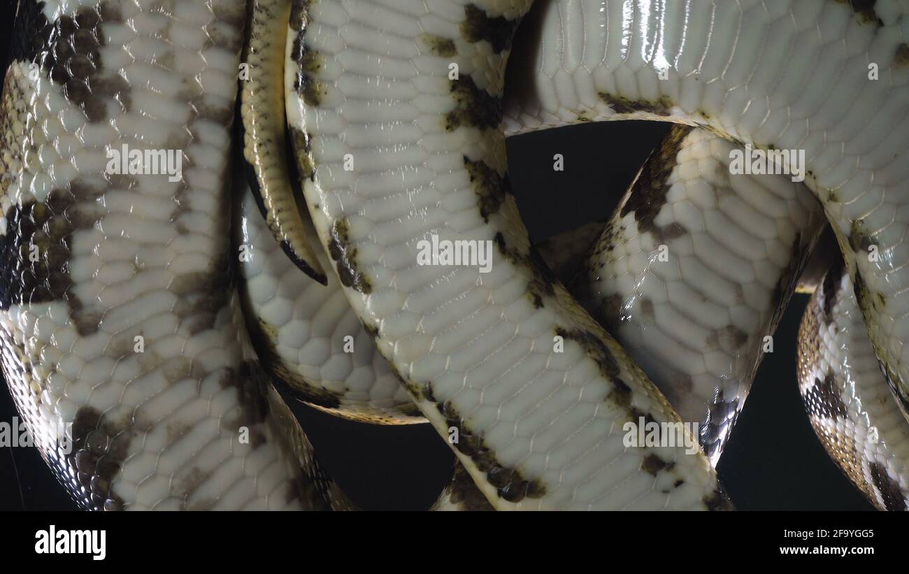 Royal phyton hi-res stock photography and images - Alamy