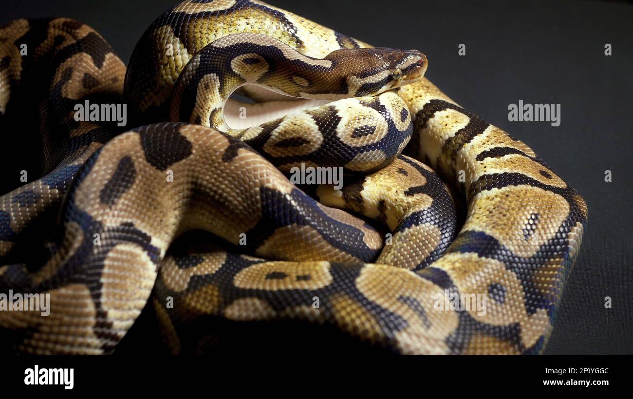 Python background hi-res stock photography and images - Alamy