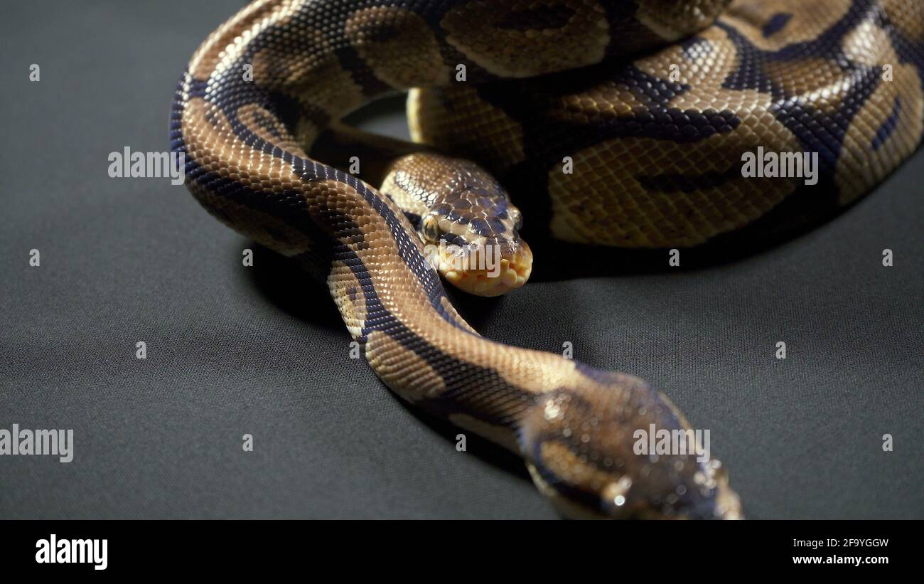 Photo of royal ball python on dark table Stock Photo - Alamy