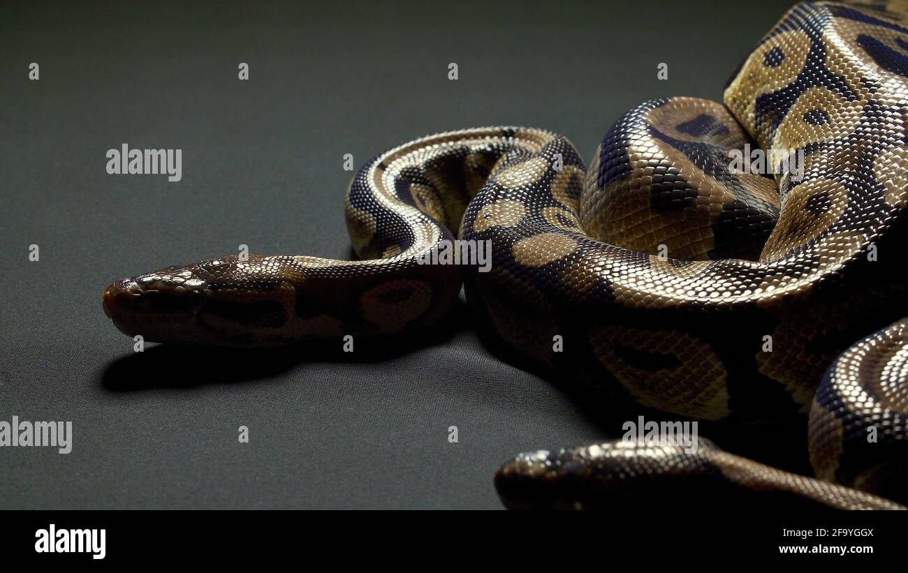 Photo of ball python on dark background Stock Photo - Alamy