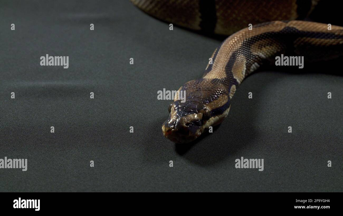 Photo of ball royal python on black Stock Photo - Alamy