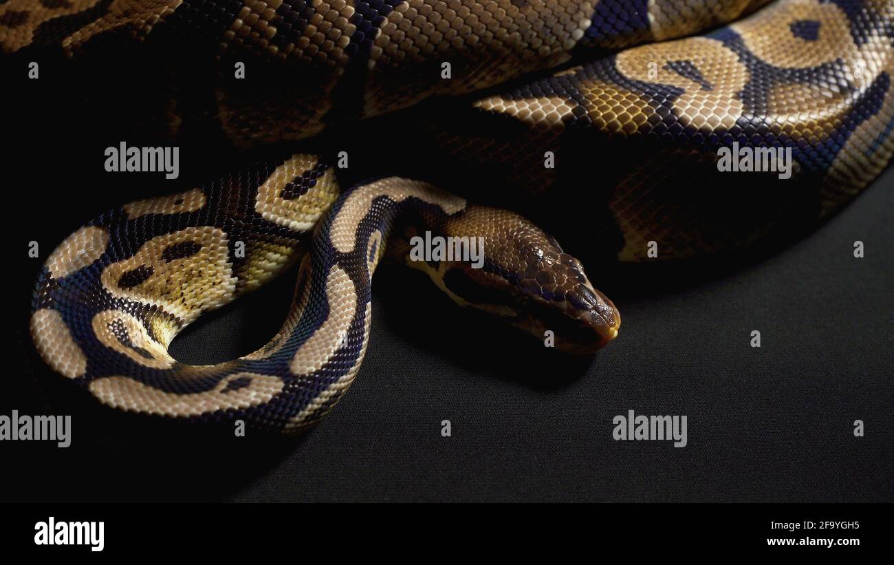 Black reptile hi-res stock photography and images - Alamy