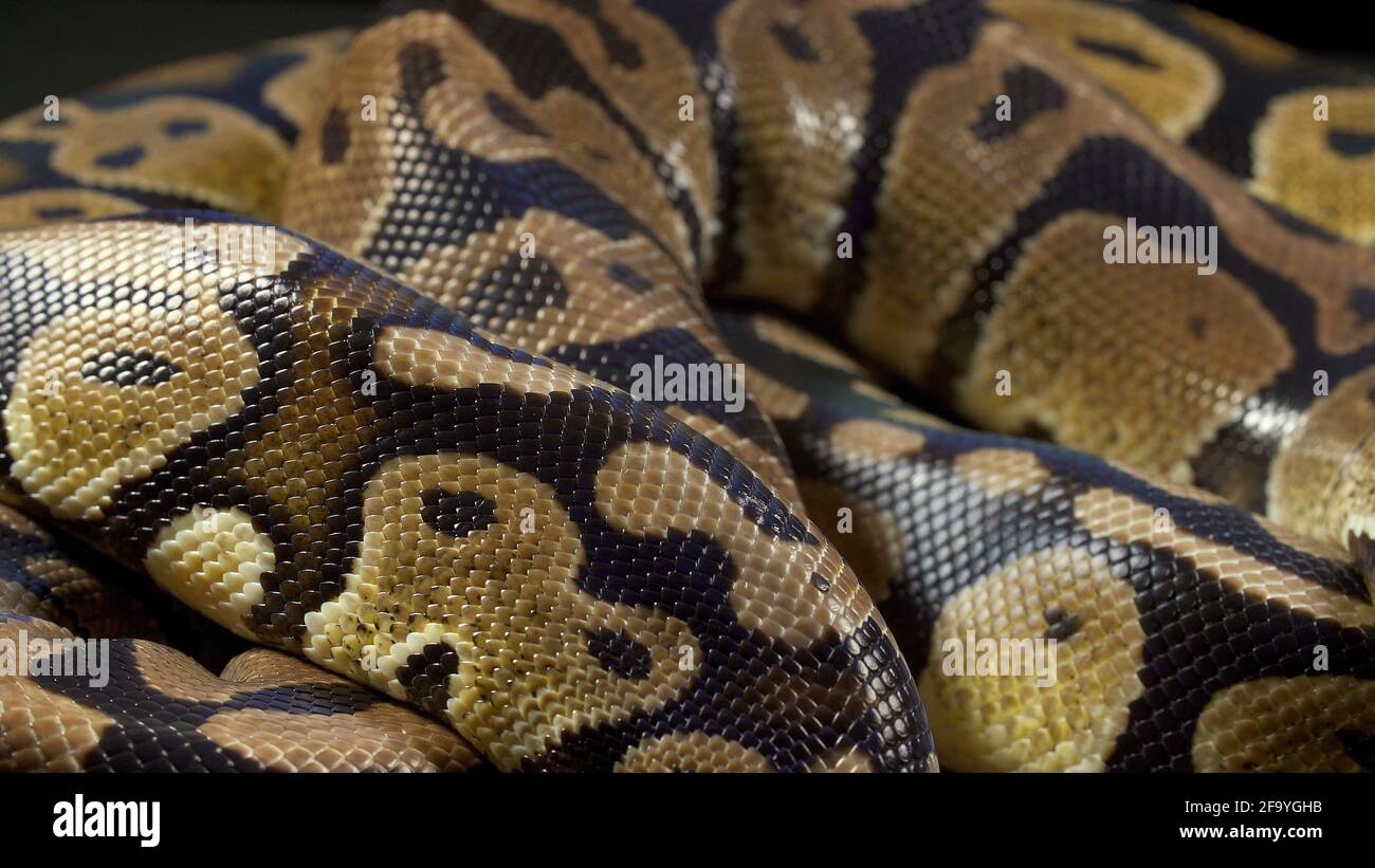 Photo of royal python on black background Stock Photo - Alamy