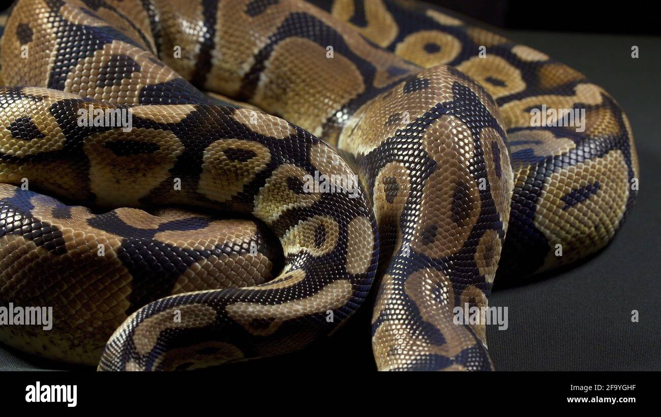 Photo of ball royal python Stock Photo - Alamy