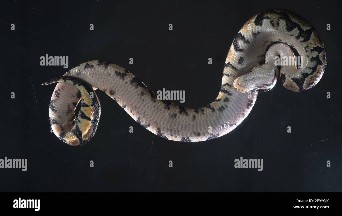 Royal phyton hi-res stock photography and images - Alamy