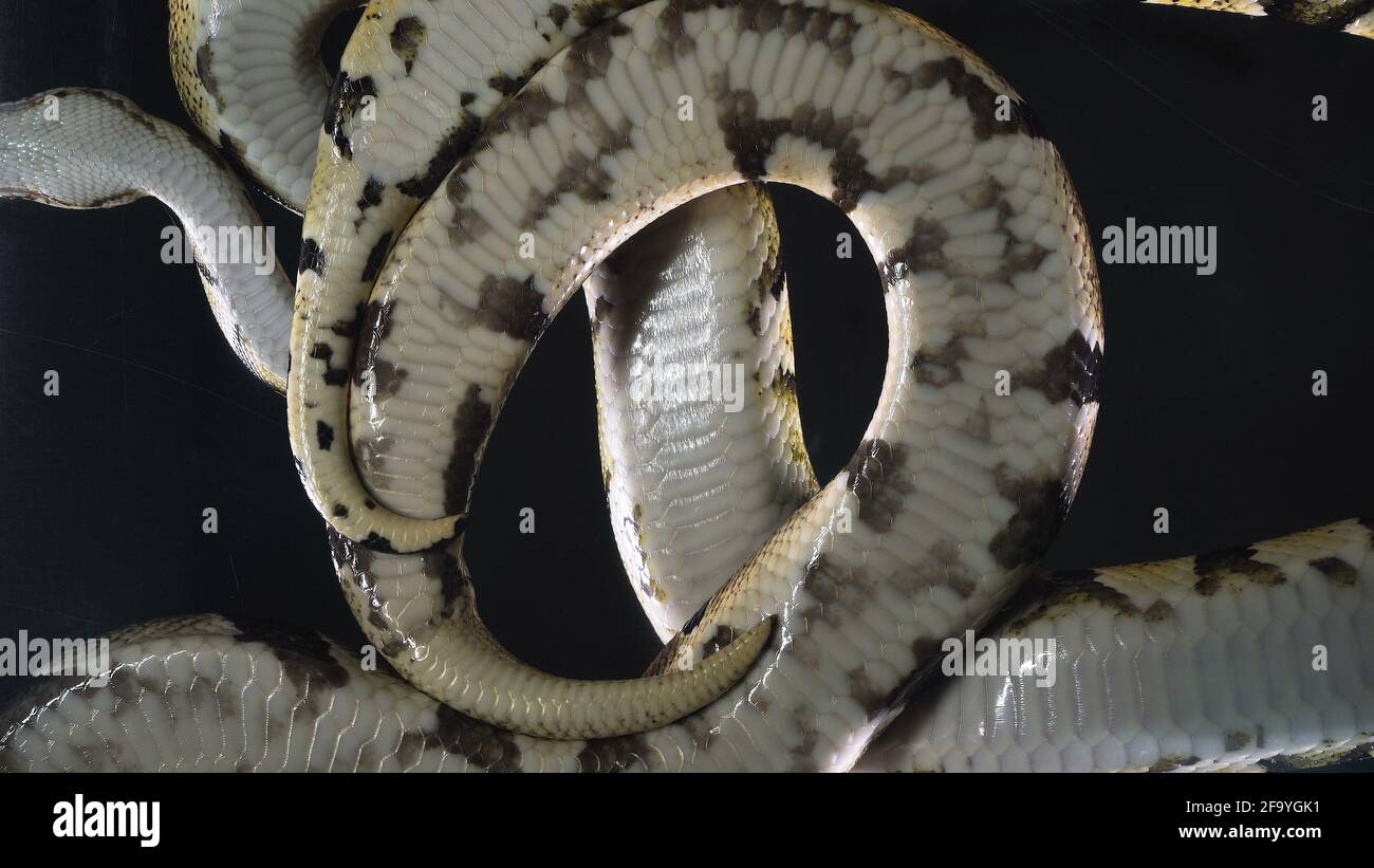 Royal background hi-res stock photography and images - Alamy