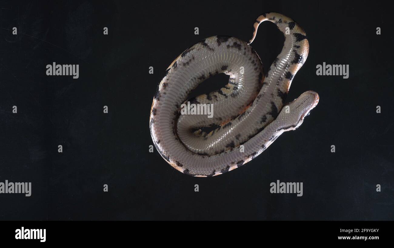 Royal phyton hi-res stock photography and images - Alamy