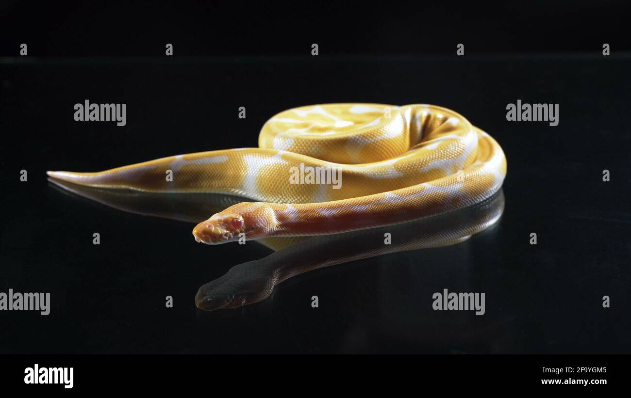 Royal phyton hi-res stock photography and images - Alamy