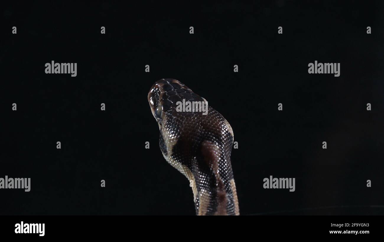 Royal phyton hi-res stock photography and images - Alamy