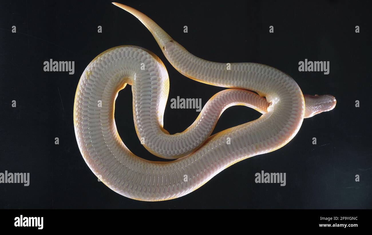 Royal phyton hi-res stock photography and images - Alamy