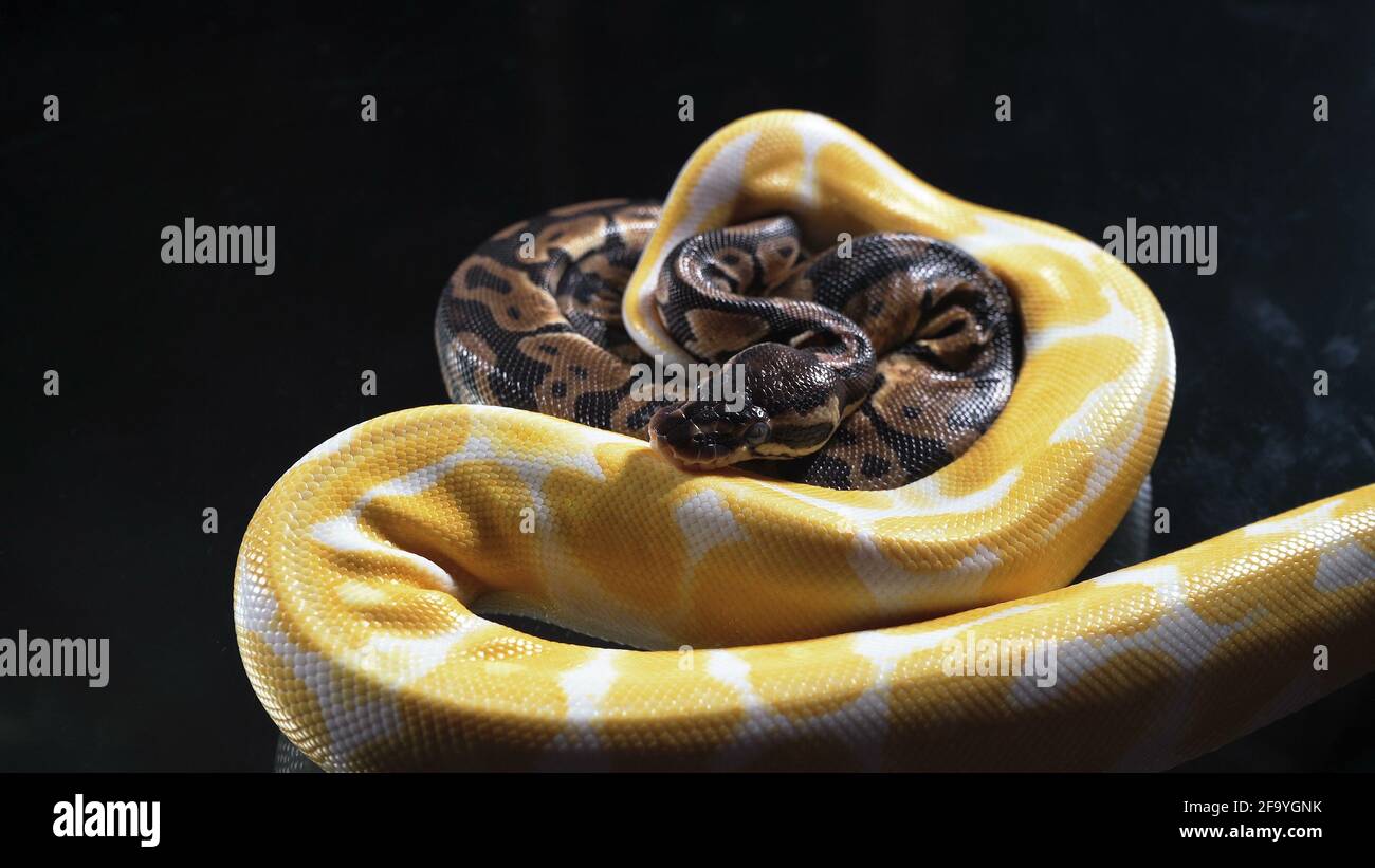 Royal phyton hi-res stock photography and images - Alamy