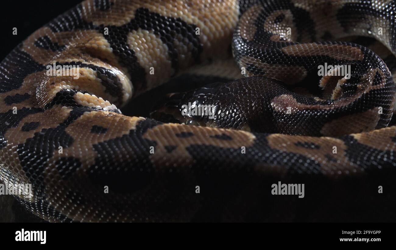 Royal phyton hi-res stock photography and images - Alamy