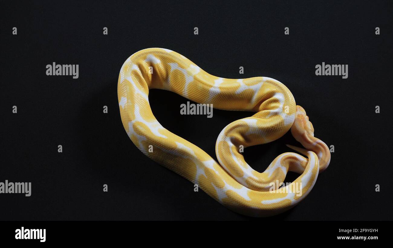 Royal phyton hi-res stock photography and images - Alamy