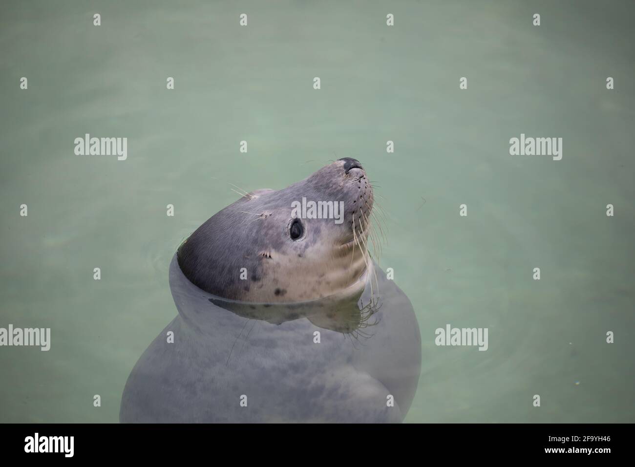 Gweek, Cornwall, 21st April 2021, Visitors return to the Cornish Seal ...