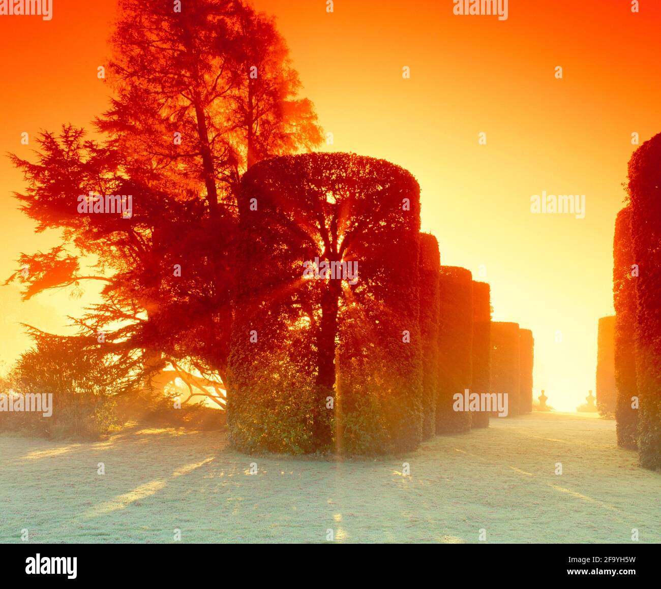 Frosty topiary hi-res stock photography and images - Alamy