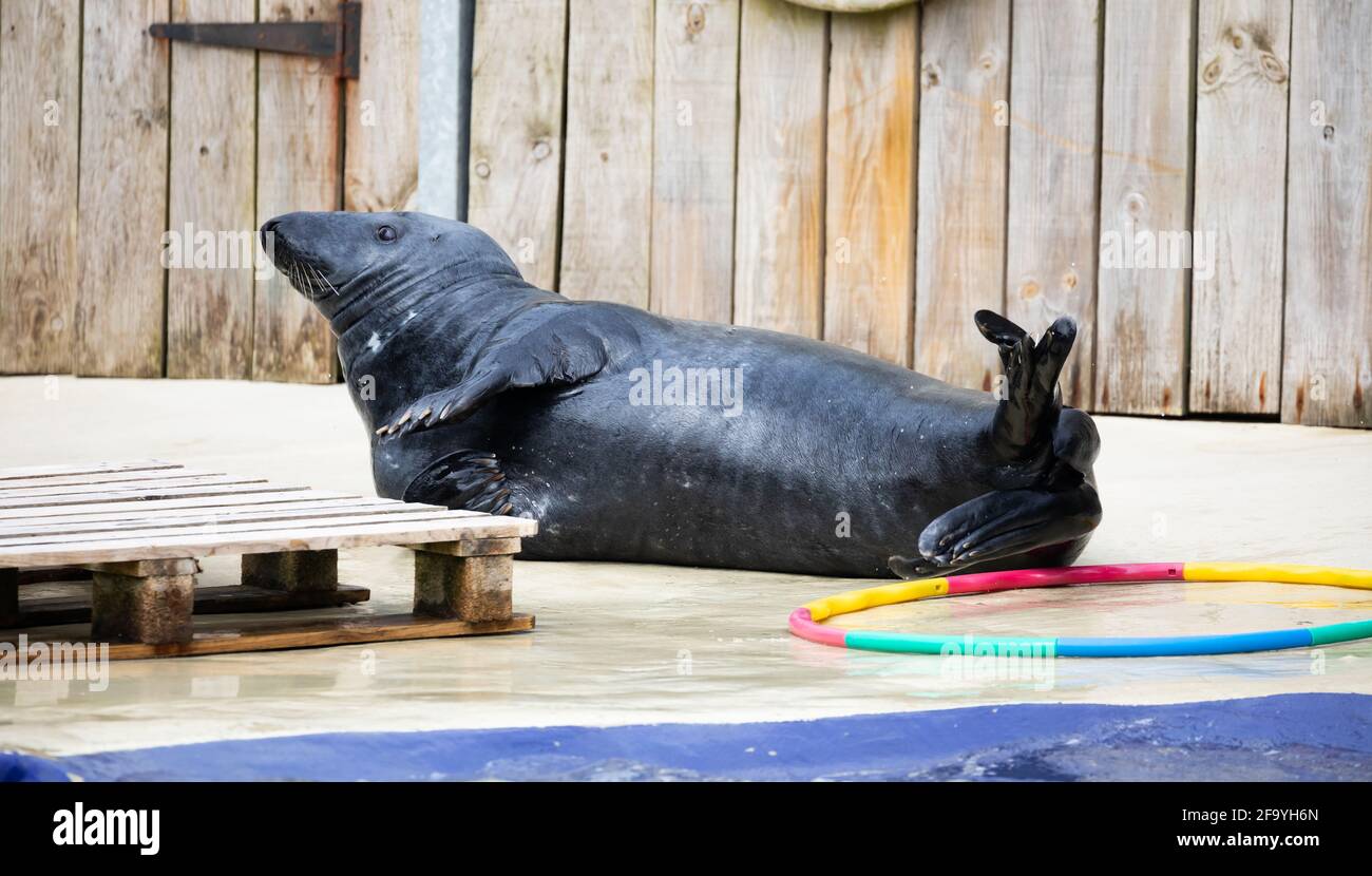 Gweek, Cornwall, 21st April 2021, Visitors return to the Cornish Seal ...