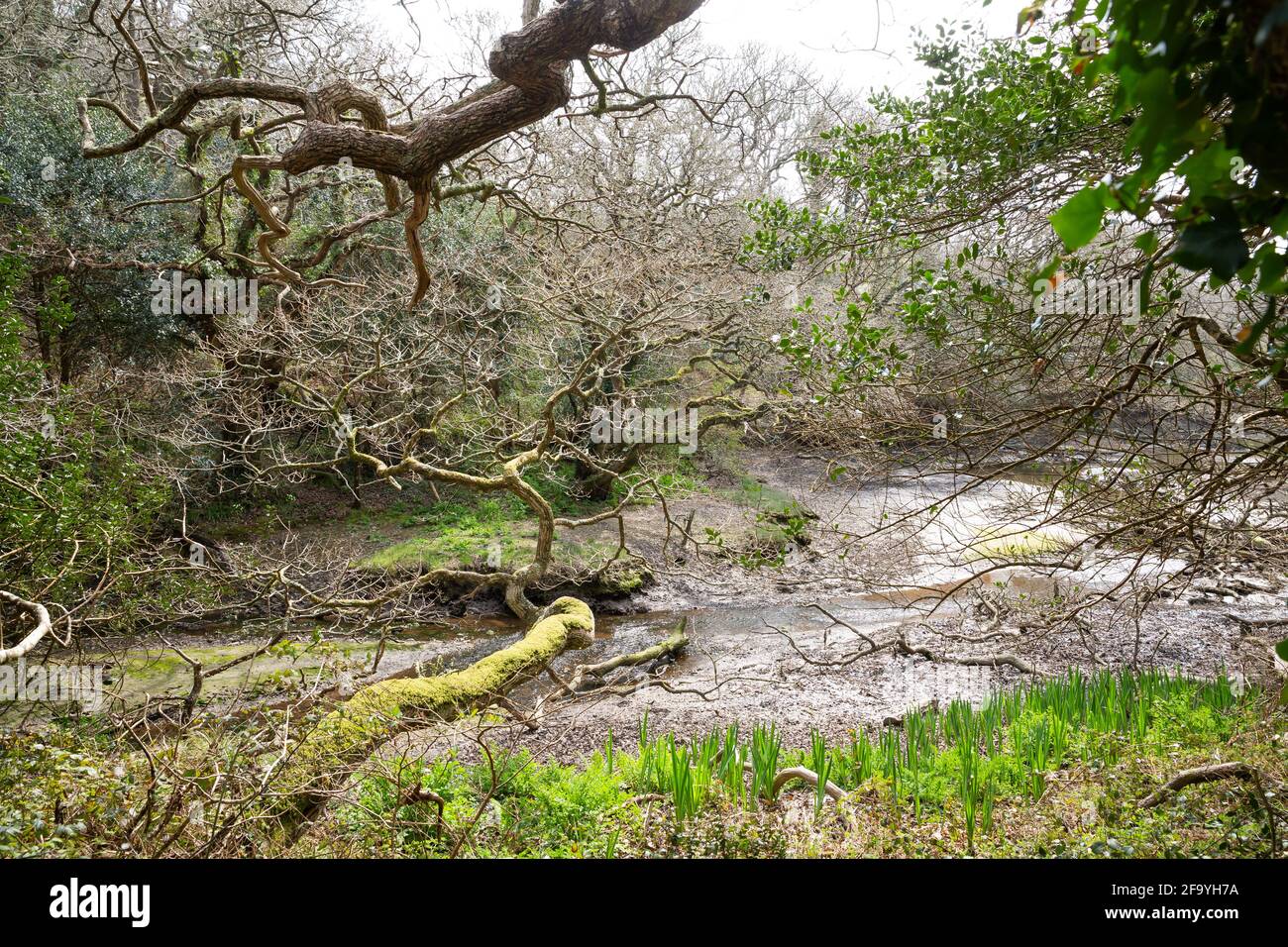 Gweek, Cornwall, 21st April 2021, Visitors return to the Cornish Seal ...