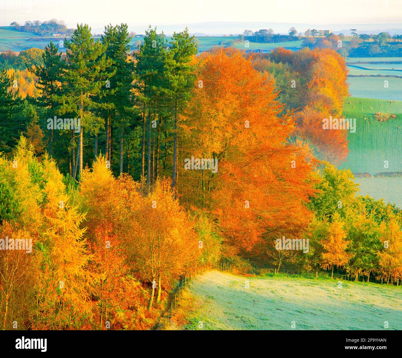 Primrose timber hi-res stock photography and images - Alamy