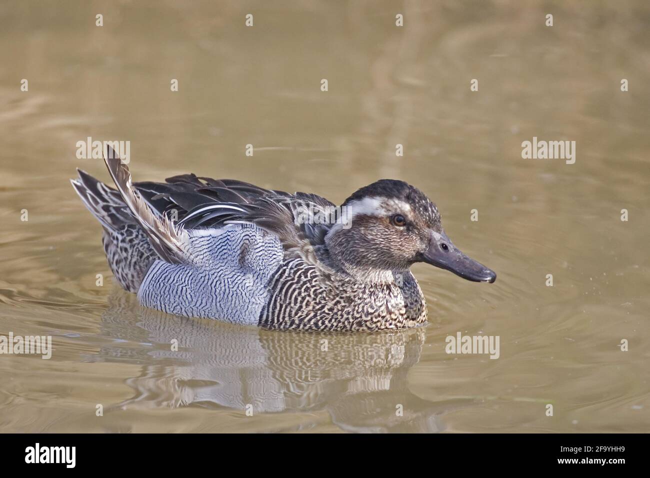 Garganey female duck hi-res stock photography and images - Alamy