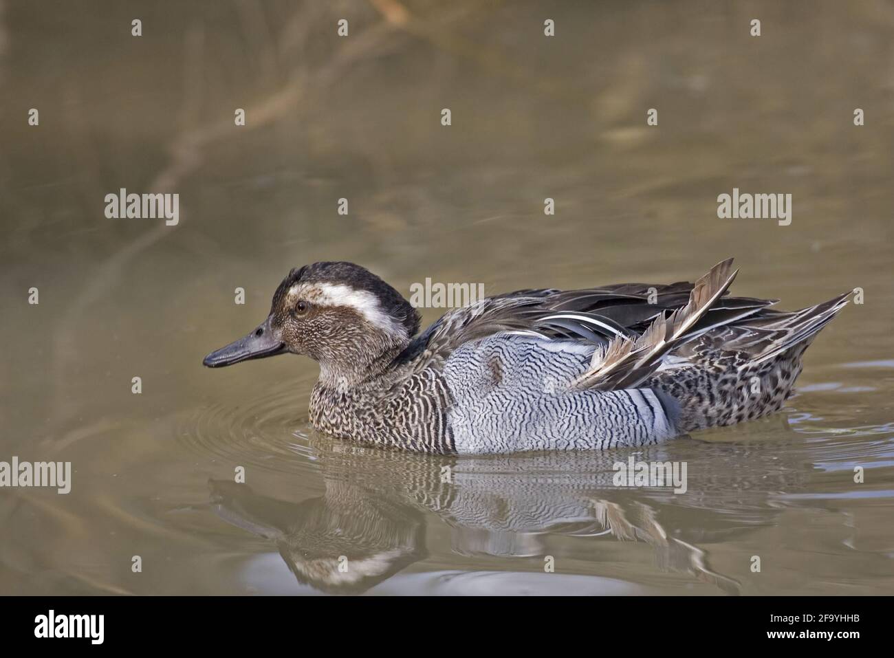 Garganey Female Duck High Resolution Stock Photography and Images - Alamy