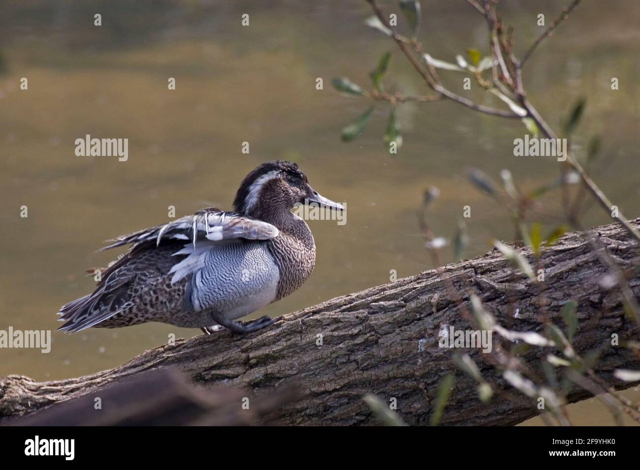 Garganey female duck hi-res stock photography and images - Alamy