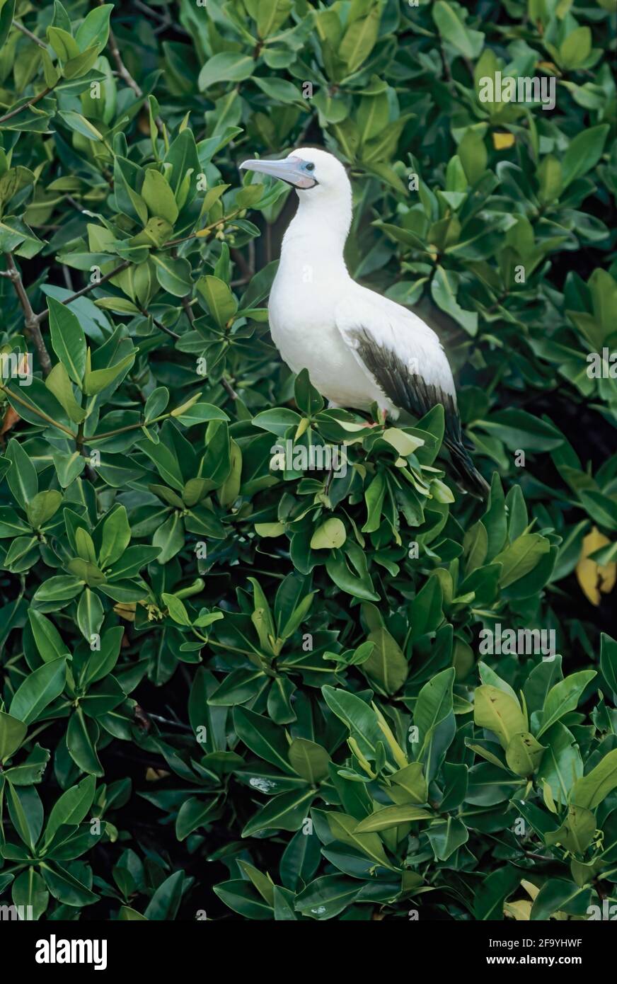 Red Footed Booby Sula sula Tower (Genovesa) Island Galapagos BI004408 ...