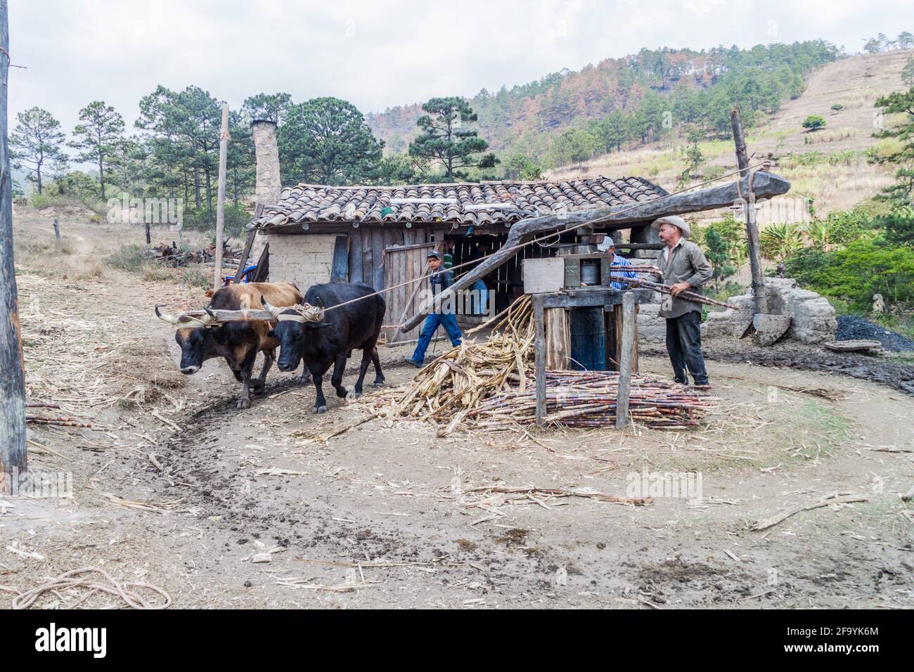 Cane juice honduras hi-res stock photography and images - Alamy