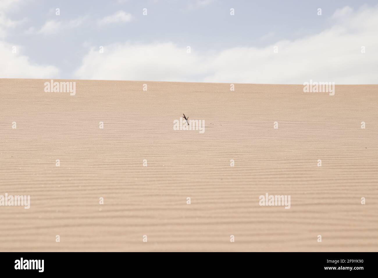 Shot of a desert with sky in the horizon Stock Photo - Alamy