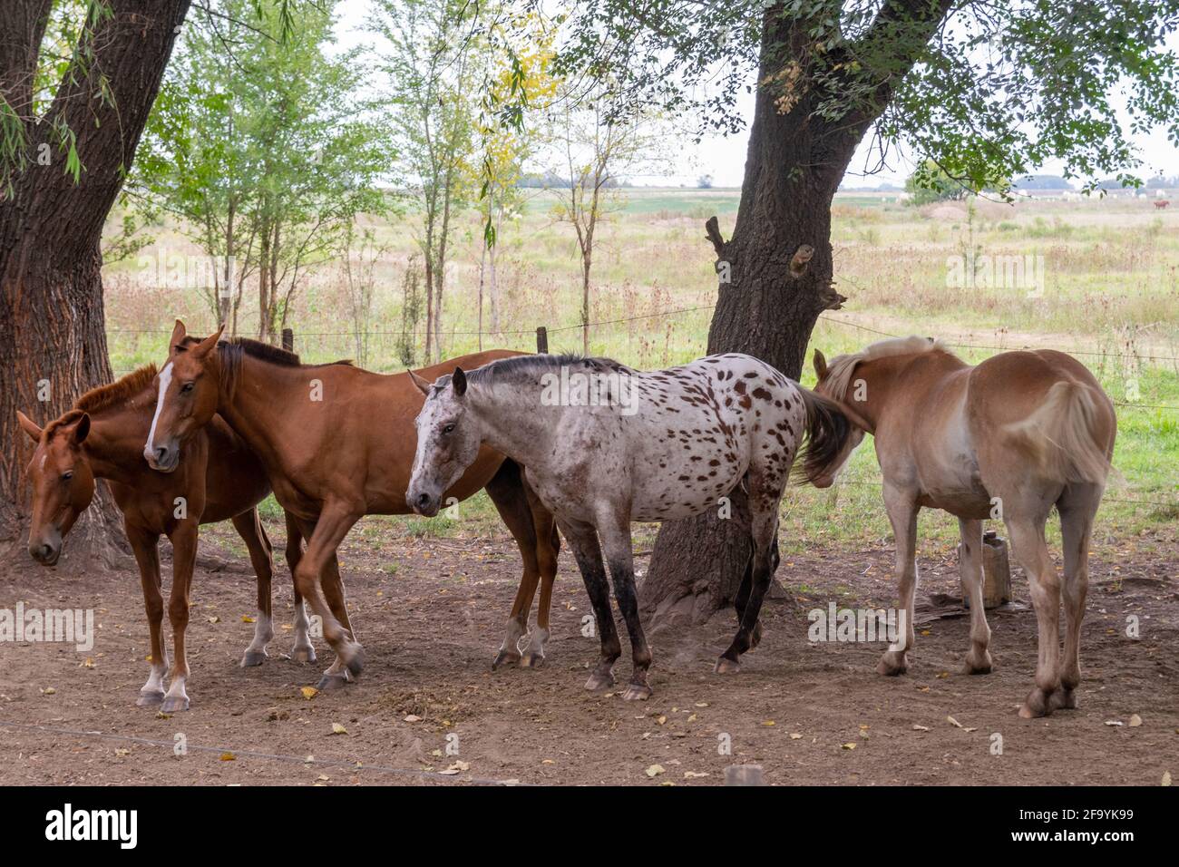 Shot of horses near trees Stock Photo - Alamy