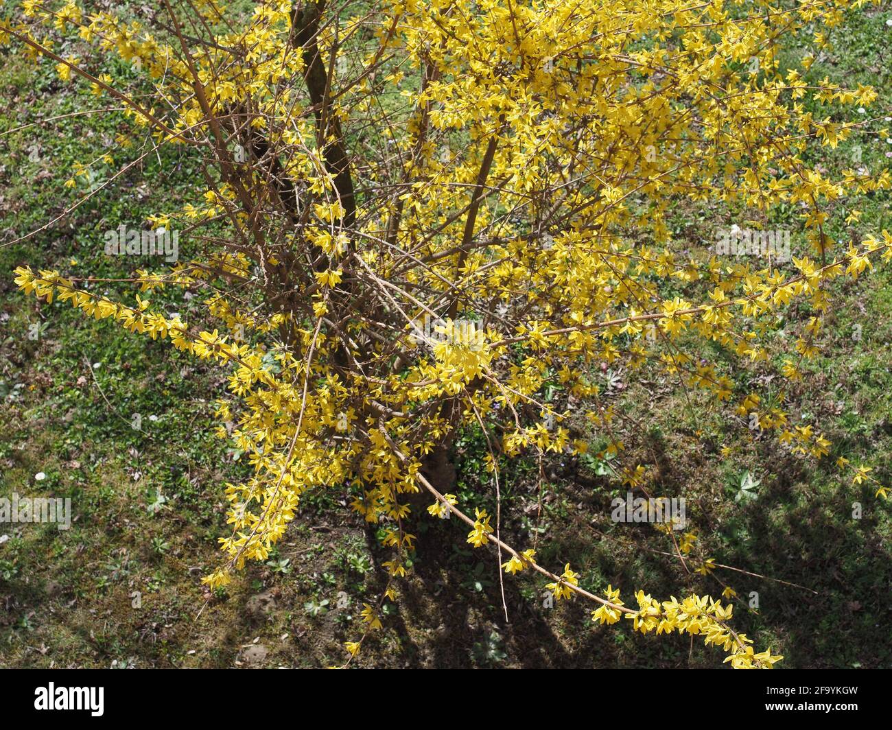 forsythia (scientific name Forsythia x intermedia) tree ((forsythia ...