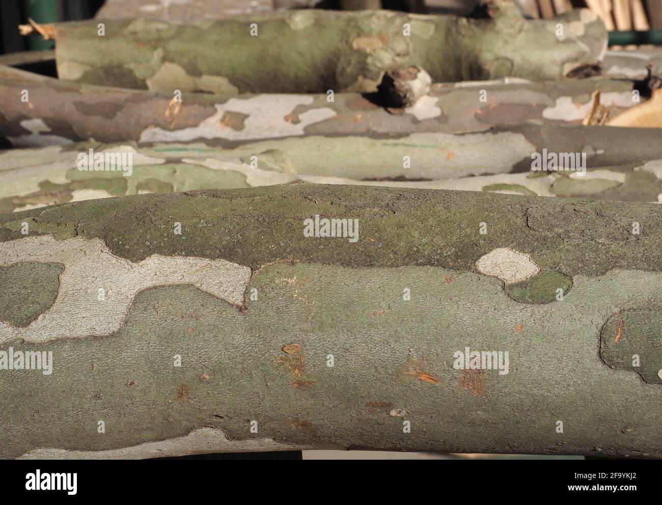 camouflage pattern on plane tree bark useful as a background Stock ...