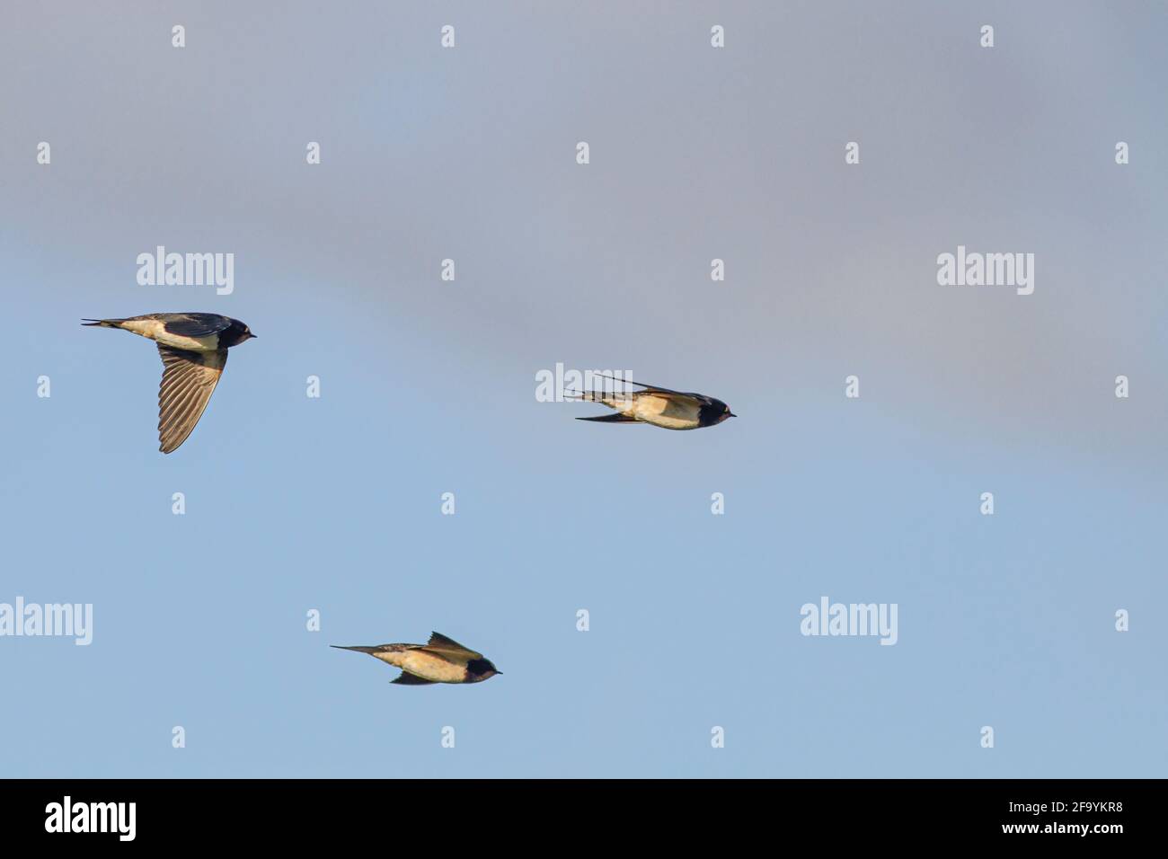 Common swallows in flight. Northern Portugal Stock Photo - Alamy