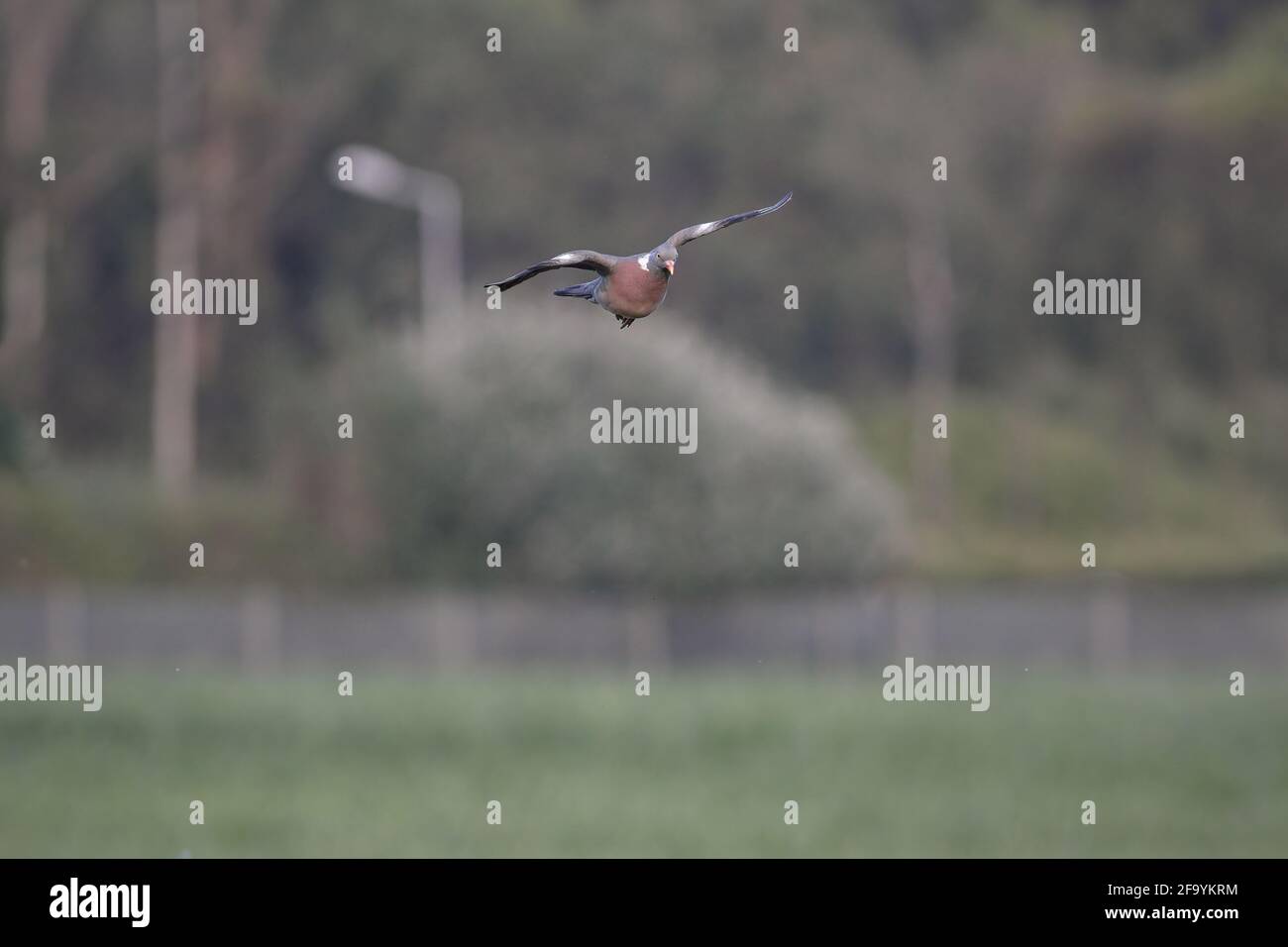 Wood pigeon in flight hi-res stock photography and images - Alamy