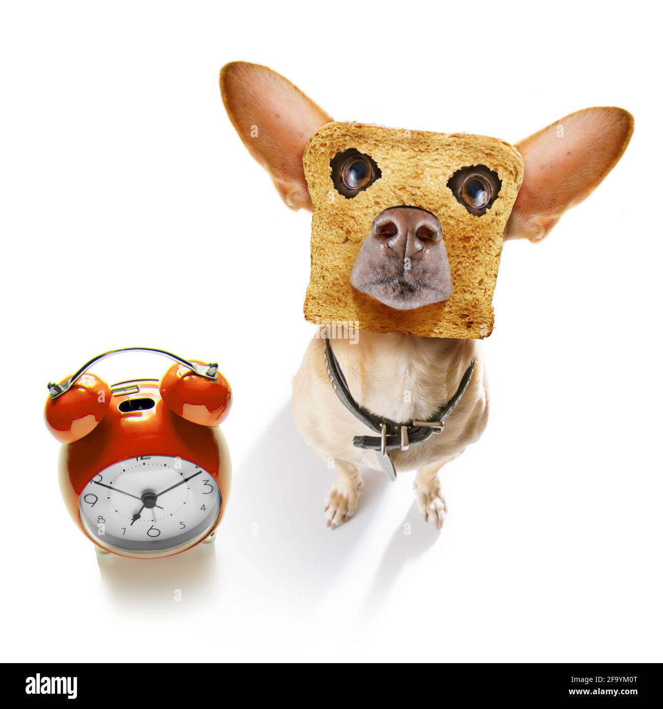 hungry chihuahua dog with toast for breakfast ready to start fresh the ...