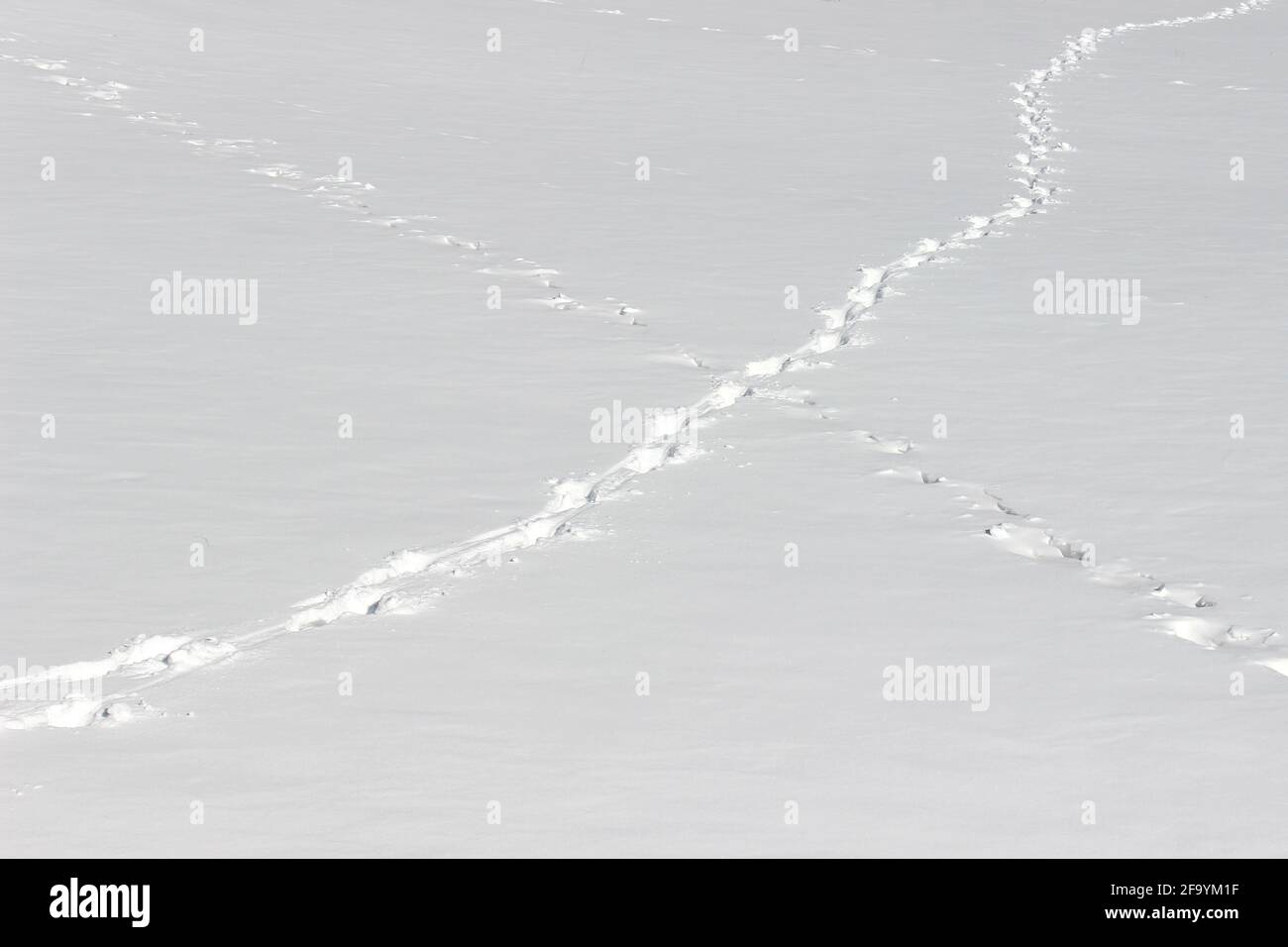 Path of footsteps in snow Stock Photo - Alamy