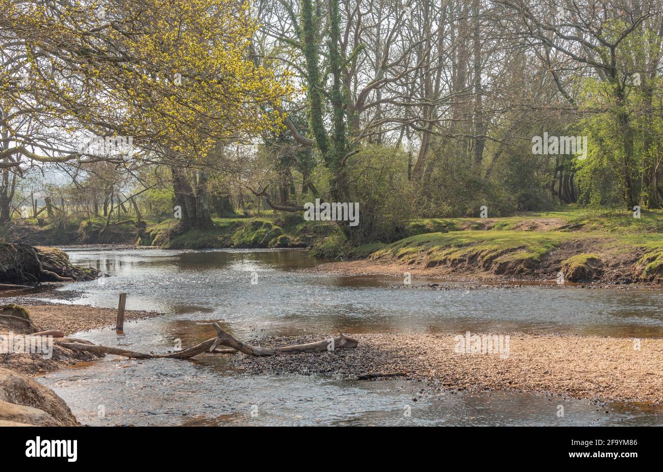 Forest stream, Balmer Lawn, New Forest, UK Stock Photo - Alamy