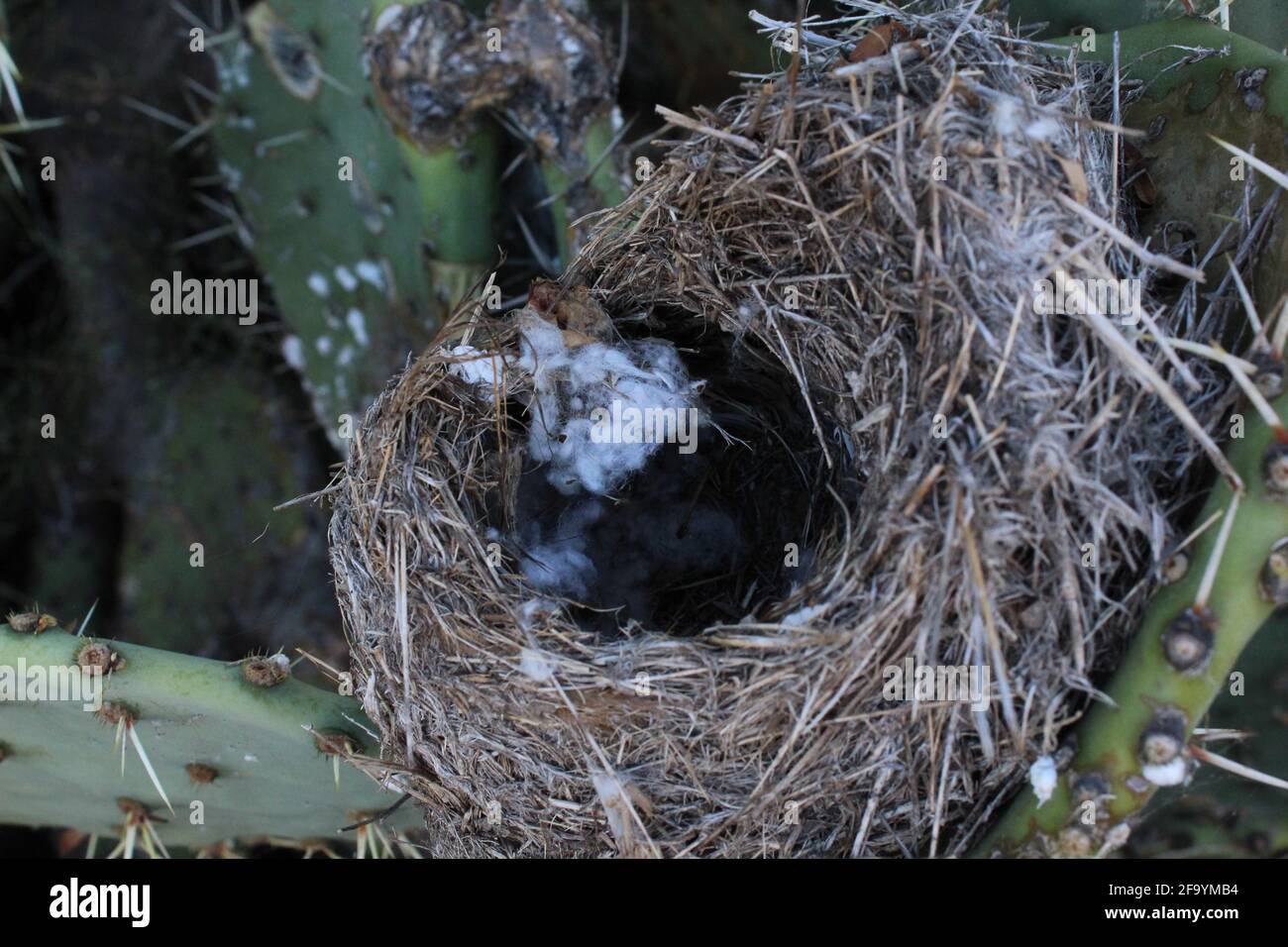 A bird's nest hidden in a Prickly Pear cactus Stock Photo - Alamy