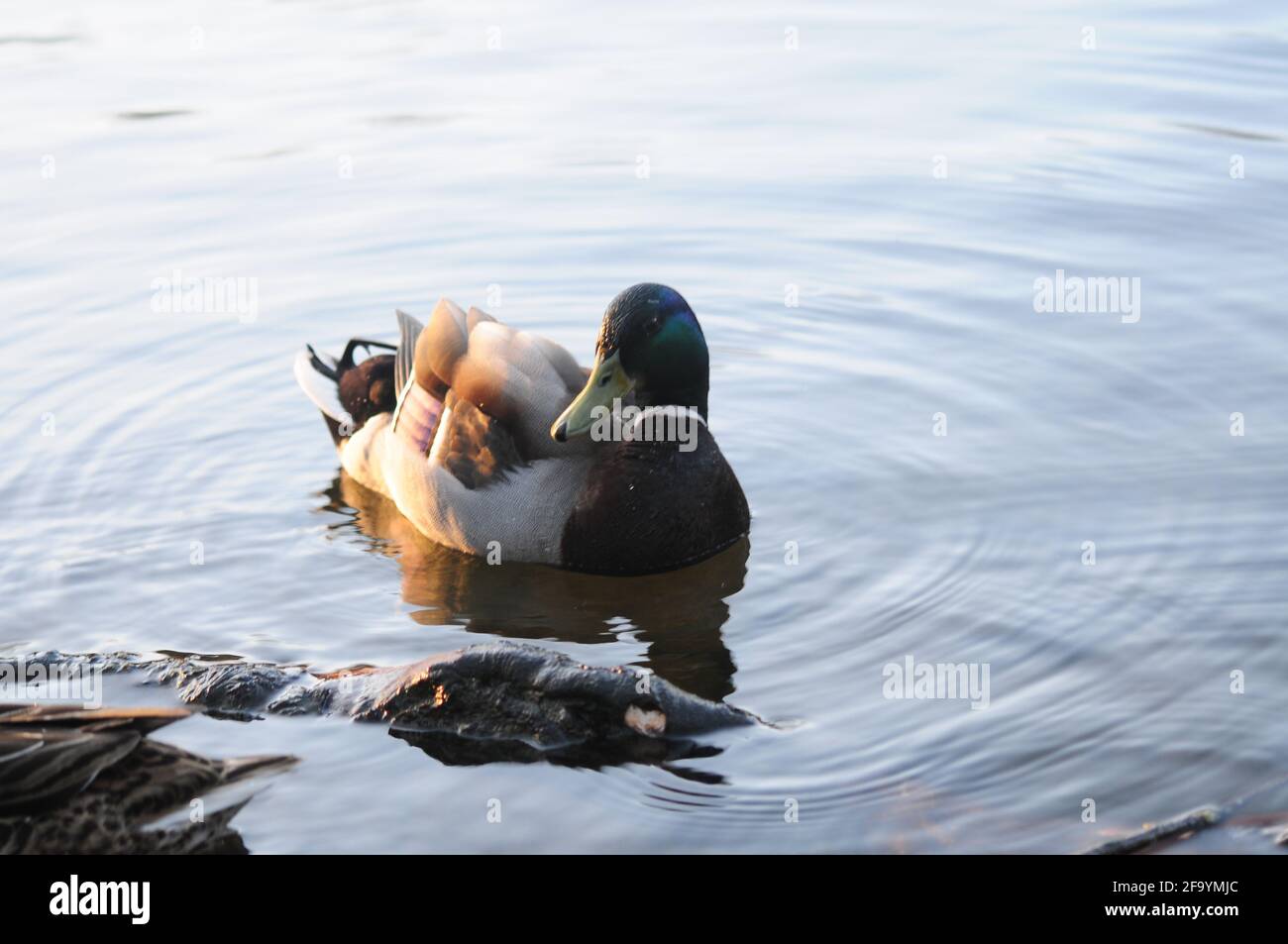 Mallard with young animals hi-res stock photography and images - Alamy