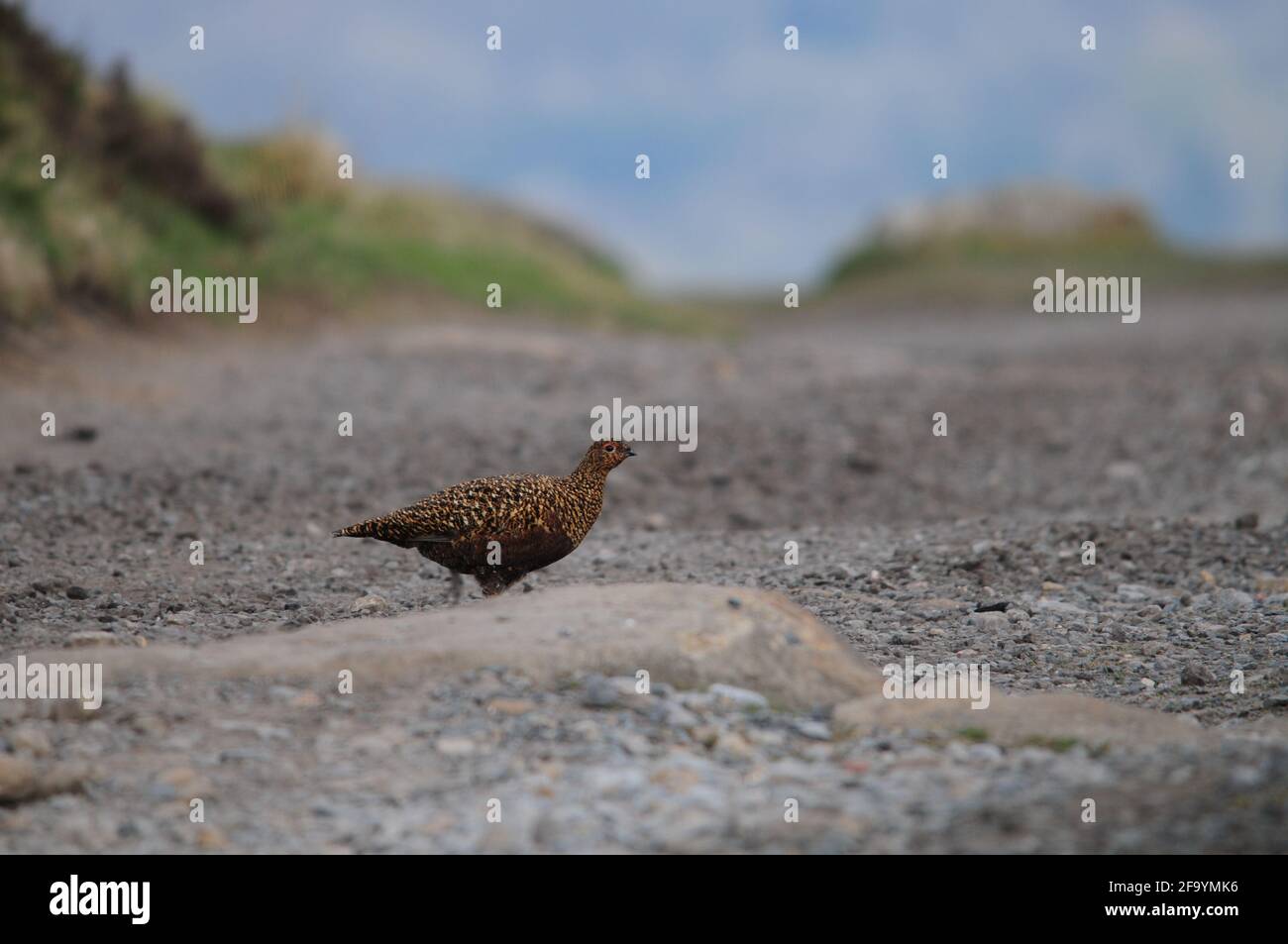 Female photographer wildlife hi-res stock photography and images - Alamy