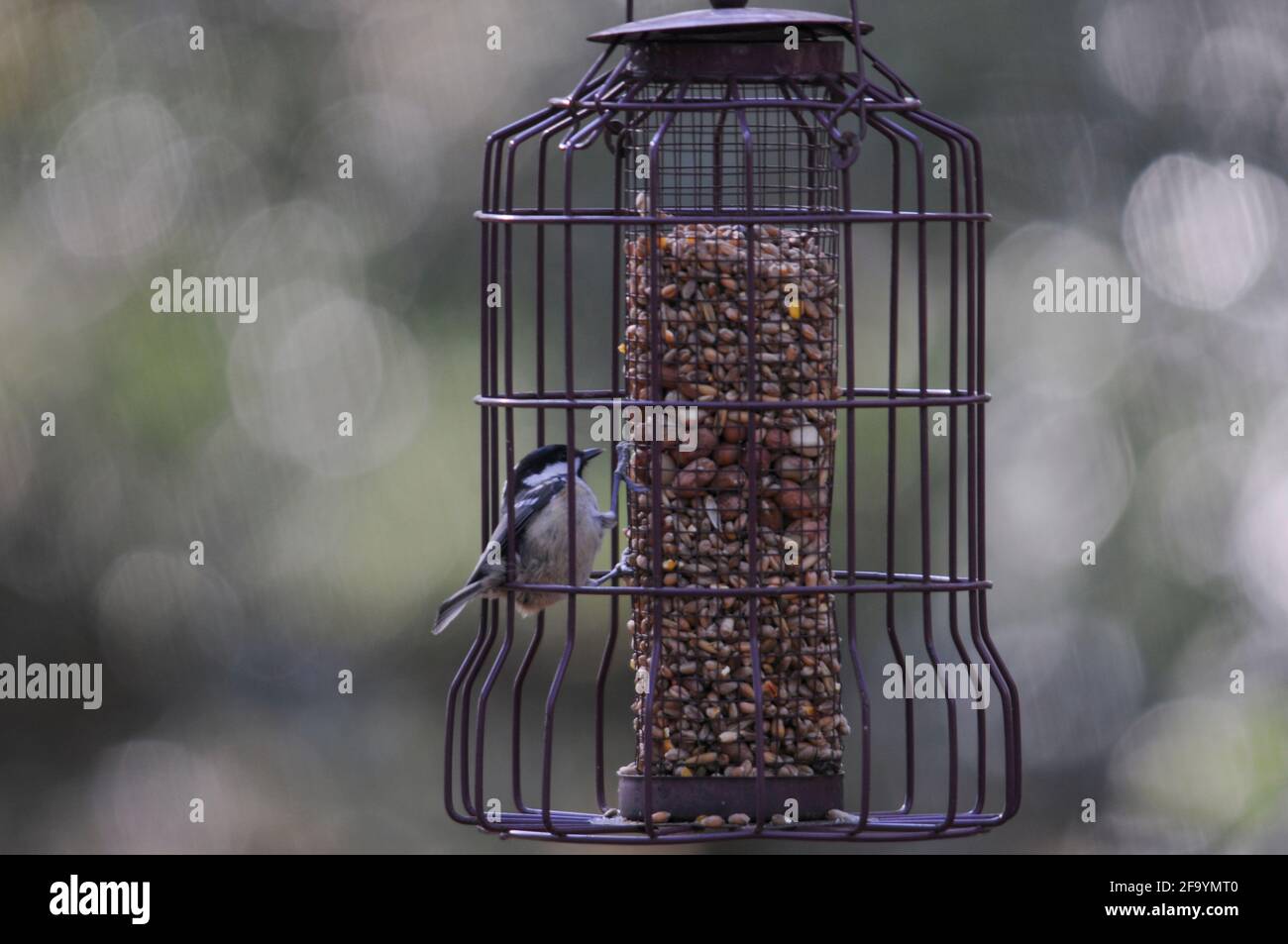 Bird on Feeder Stock Photo - Alamy