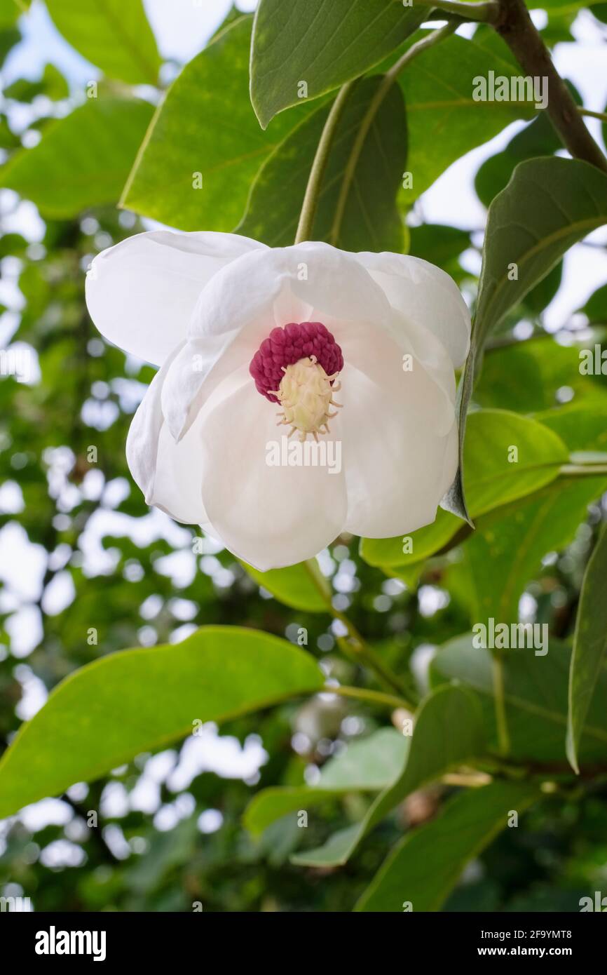 Magnolia sieboldii ‘colossus’ hi-res stock photography and images - Alamy