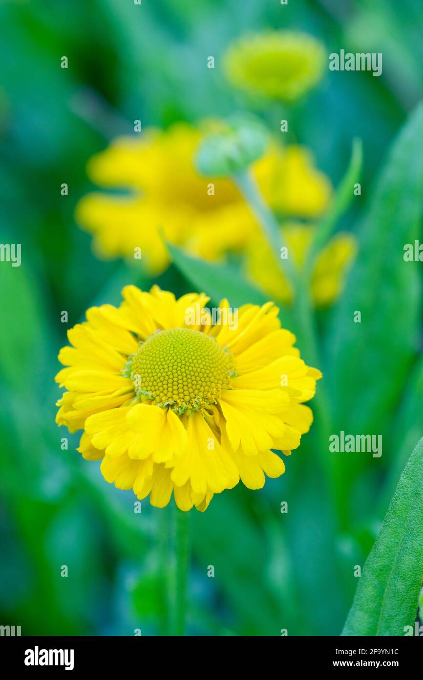 Helenium autumnale butterpat hi-res stock photography and images - Alamy