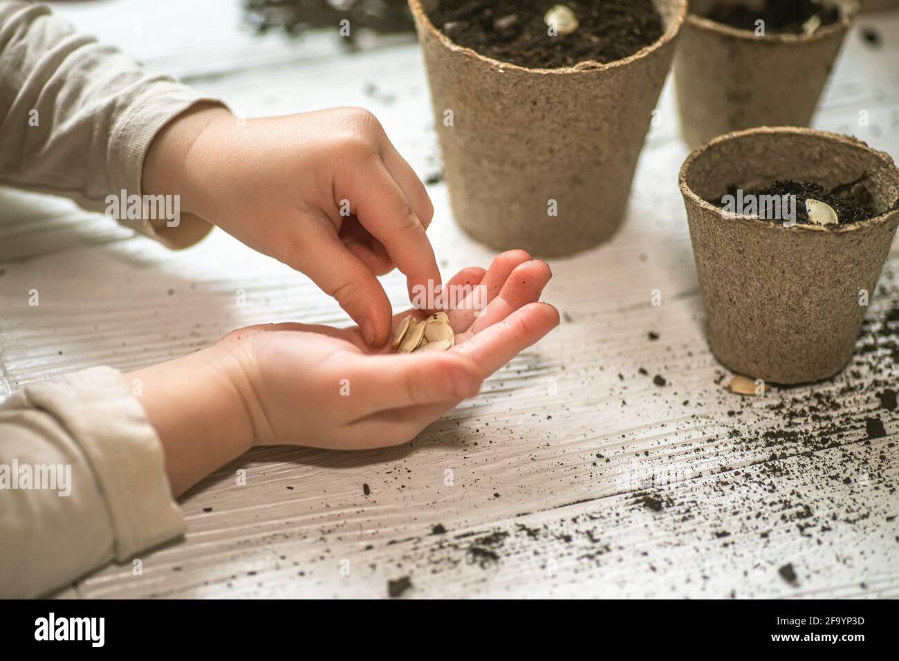 Hands of a small child planted seeds at home. Seeds of courgette or ...