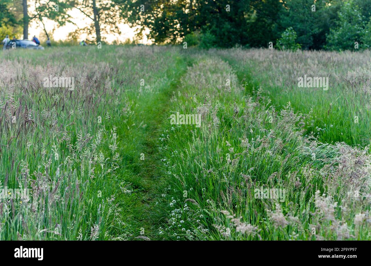 A lawn of green beautiful grass. Thick grass in a clearing Stock Photo ...