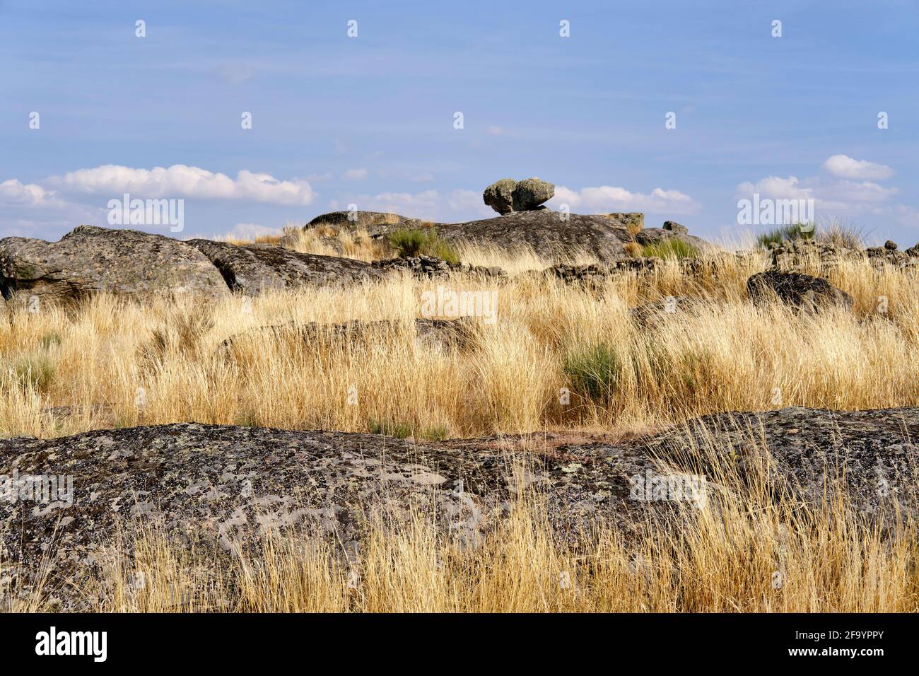 Mata lobos hi-res stock photography and images - Alamy