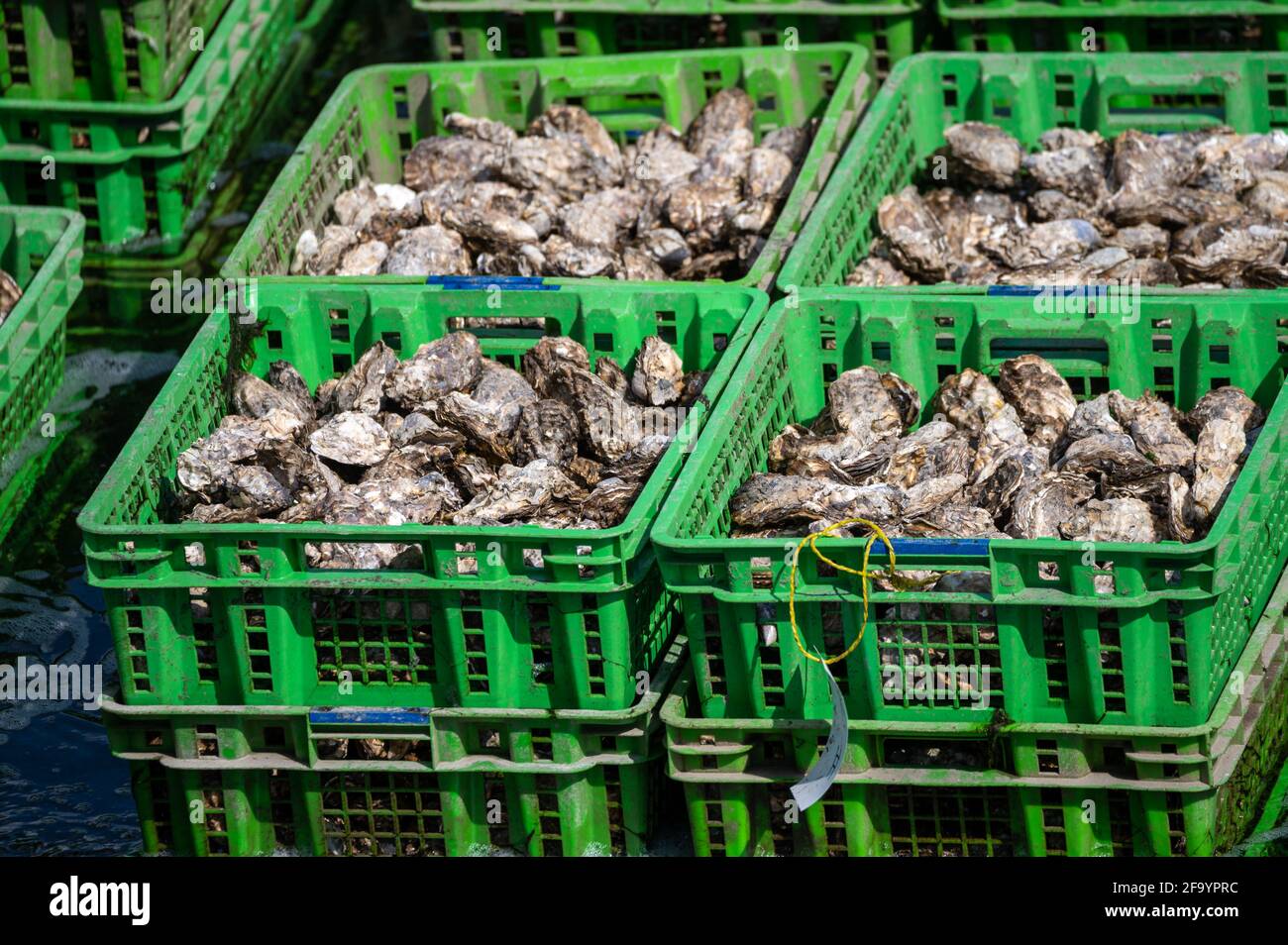 Oysters growing systems, keeping oysters in concrete oyster pits, where ...