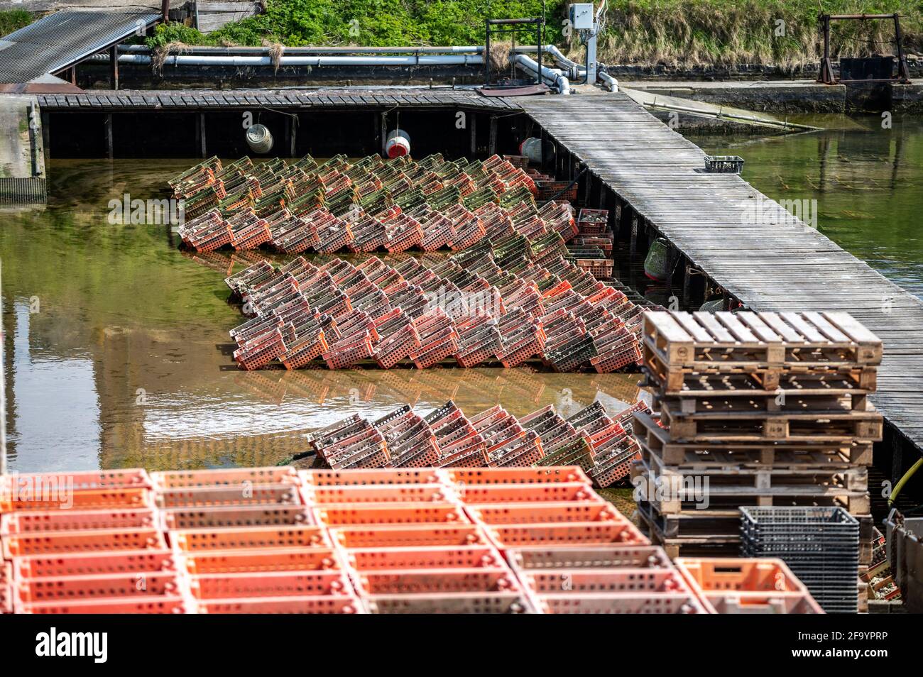Oysters growing systems, keeping oysters in concrete oyster pits, where ...