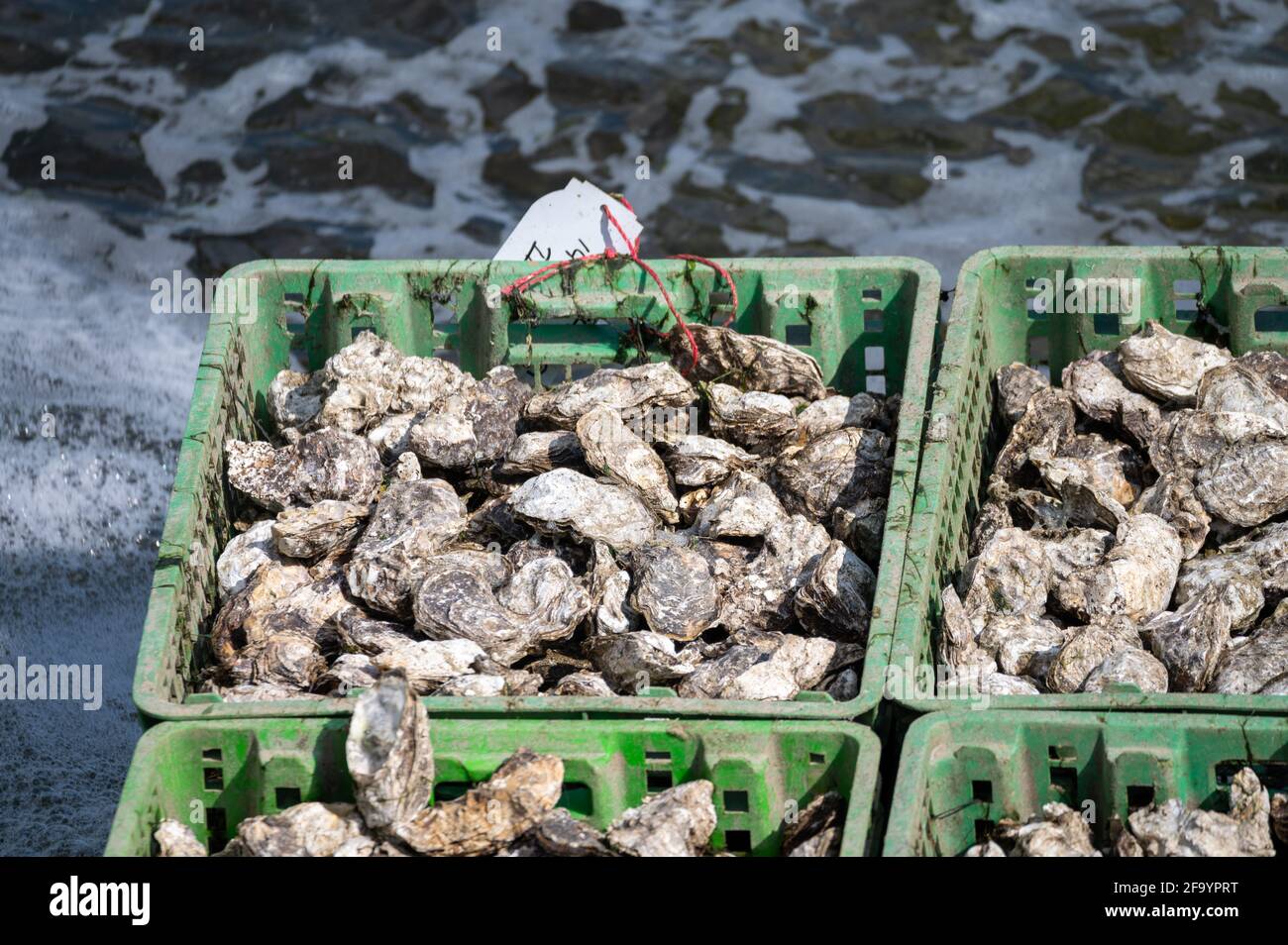 Oysters growing systems, keeping oysters in concrete oyster pits, where ...