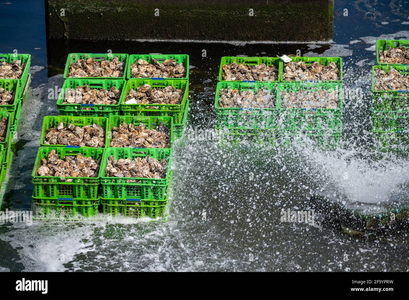 Oysters growing systems, keeping oysters in concrete oyster pits, where ...
