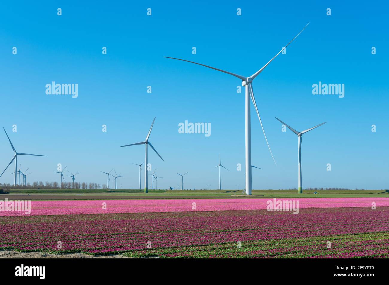 Tulips bulbs production in Netherlands, colorful spring fields with ...